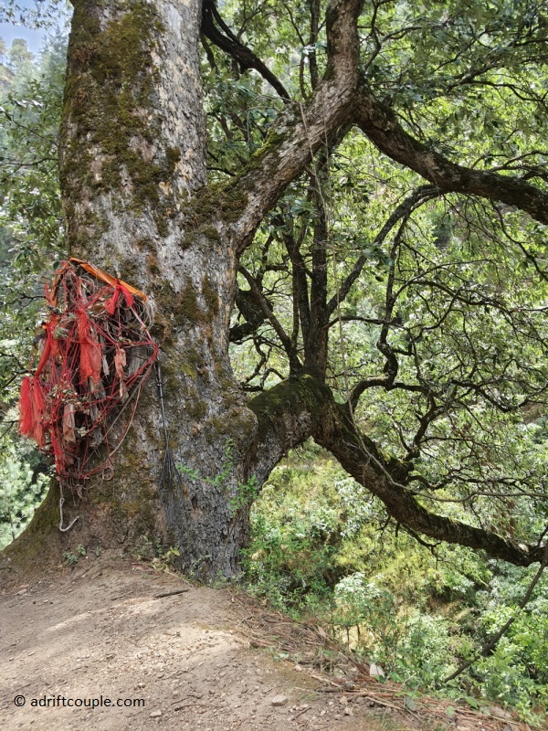 Panoramic Day Hike in Tirthan Valley to Chhoie Waterfall, Hidden in the ...